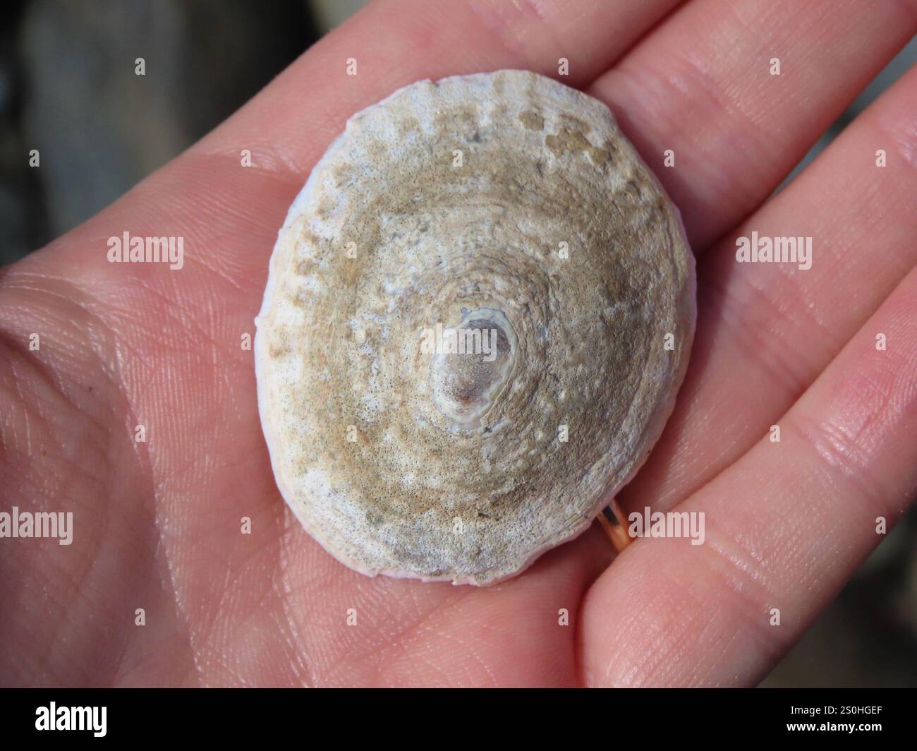 True Limpets (Patellogastropoda Stock Photo - Alamy