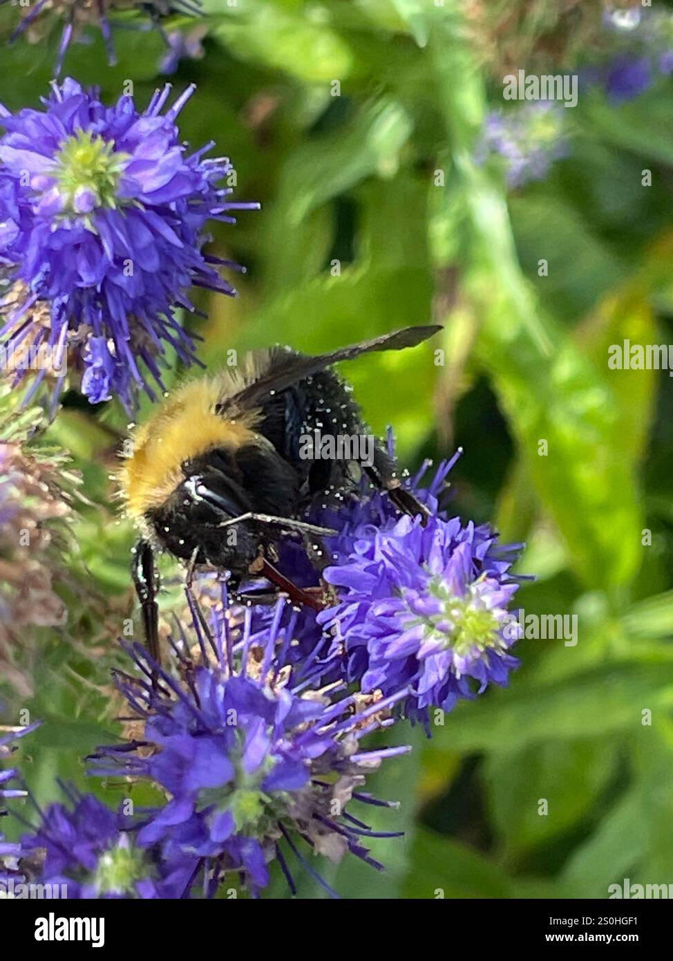 Perplexing Bumble Bee (Bombus perplexus Stock Photo - Alamy