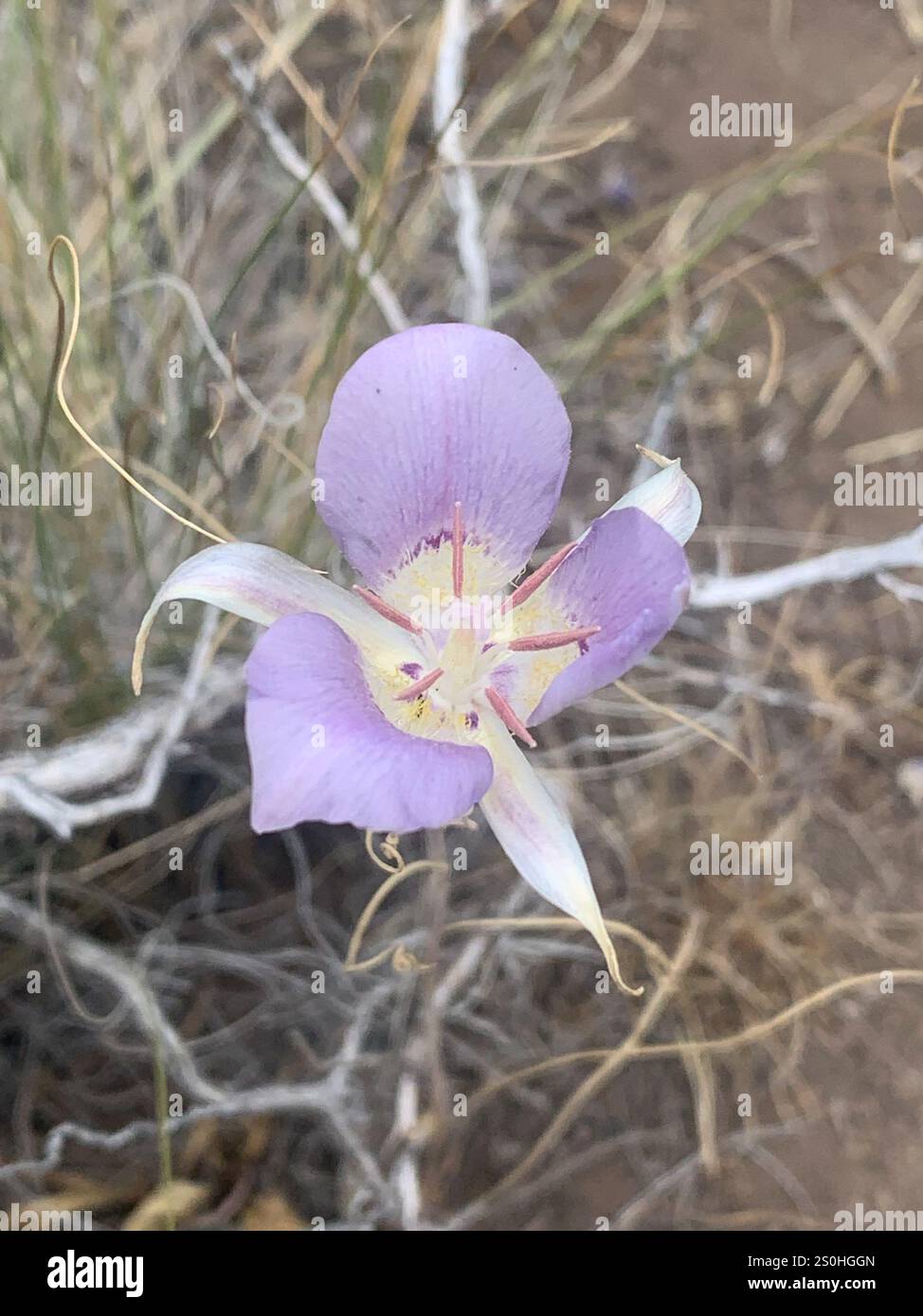 Sagebrush Mariposa Lily (Calochortus macrocarpus Stock Photo - Alamy