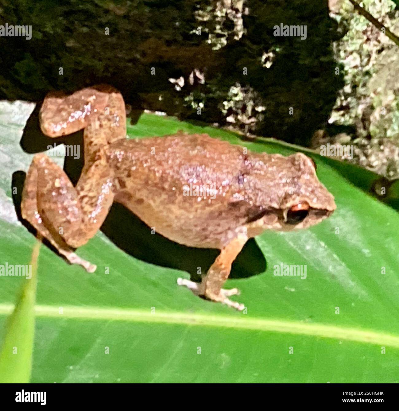 Lesser Antillean whistling frog (Eleutherodactylus johnstonei Stock ...