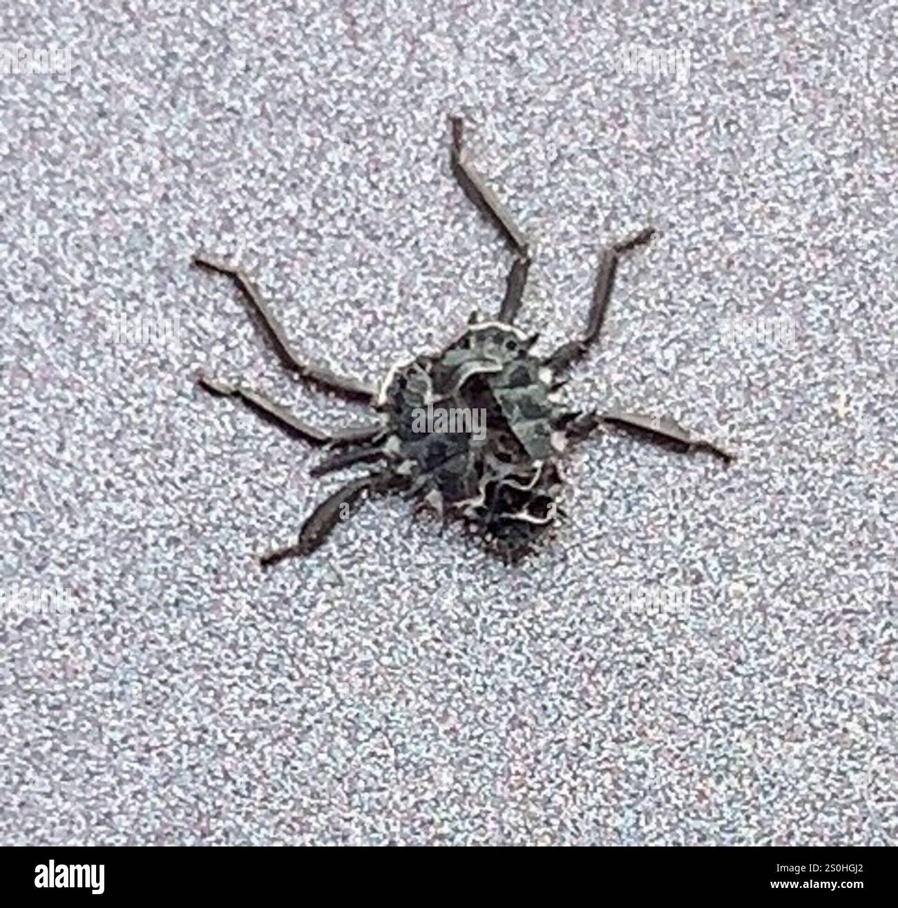 Brown Marmorated Stink Bug (Halyomorpha halys Stock Photo - Alamy