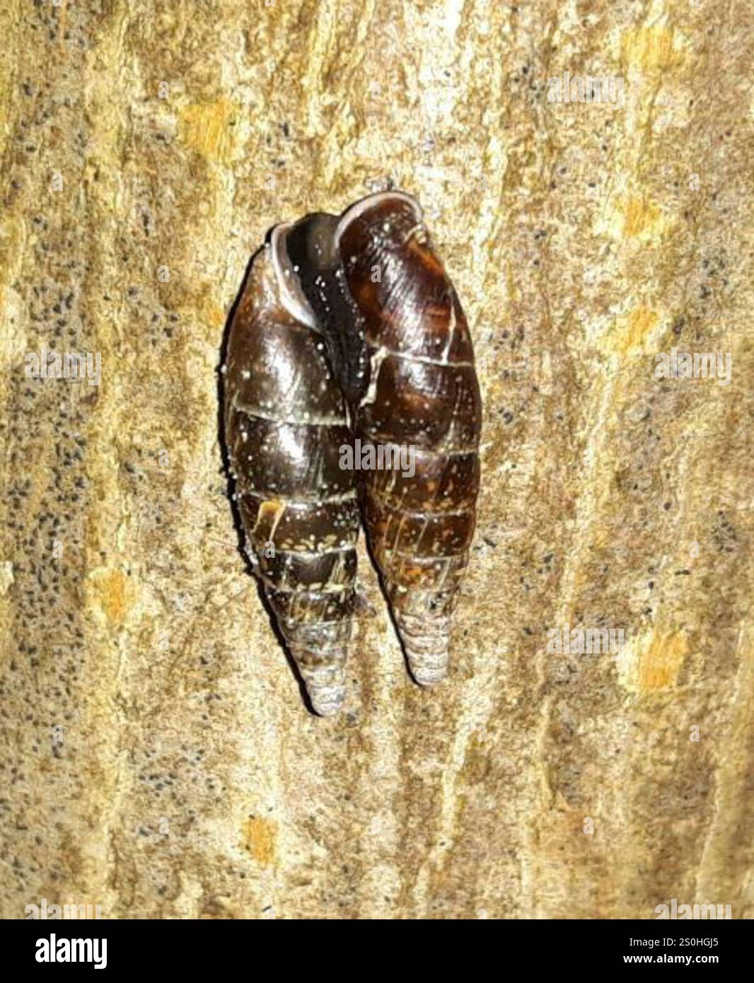 Plaited Door-snail (Cochlodina laminata Stock Photo - Alamy