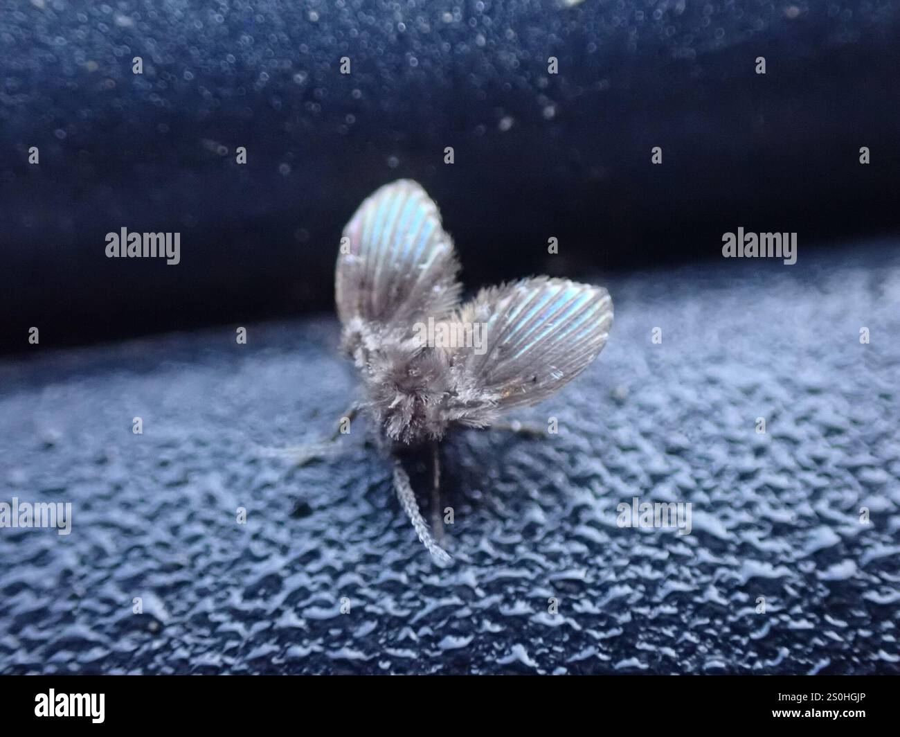 Bathroom Moth Fly (Clogmia albipunctata Stock Photo - Alamy