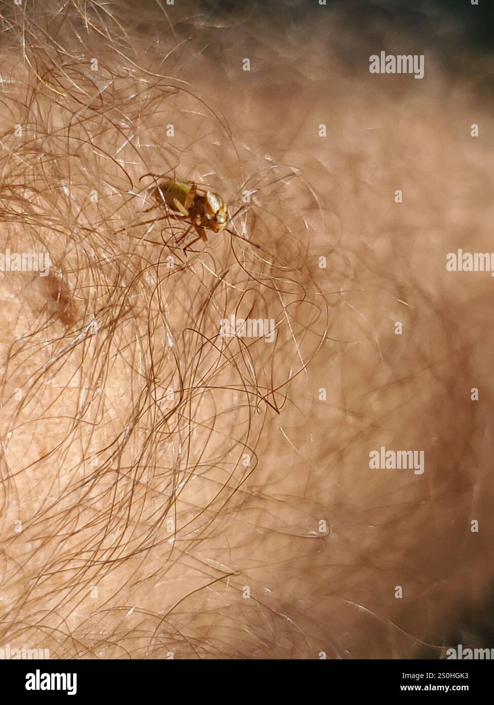 True Bugs (Heteroptera Stock Photo - Alamy