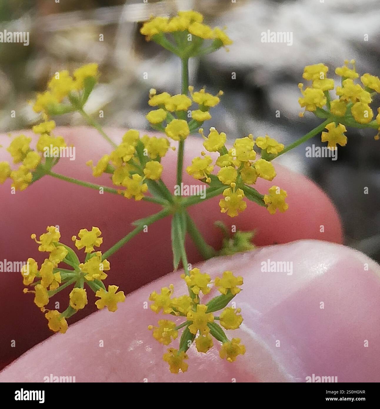 Sickle-leaved Hare's-ear (Bupleurum falcatum Stock Photo - Alamy