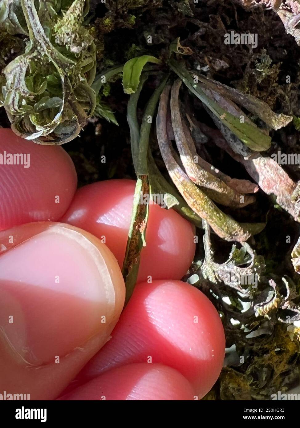 Strap fern (Notogrammitis angustifolia Stock Photo - Alamy