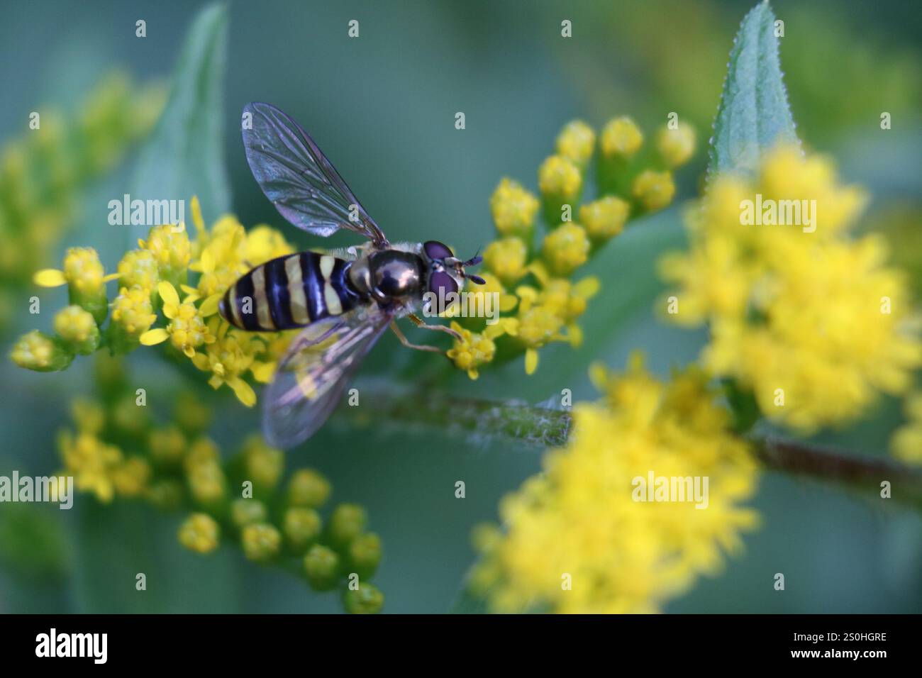Long-tailed Aphideater Complex (Eupeodes americanus Stock Photo - Alamy