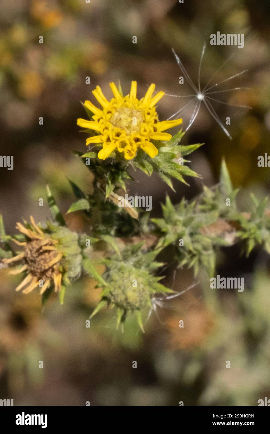 Pappose Tarweed (Centromadia parryi Stock Photo - Alamy
