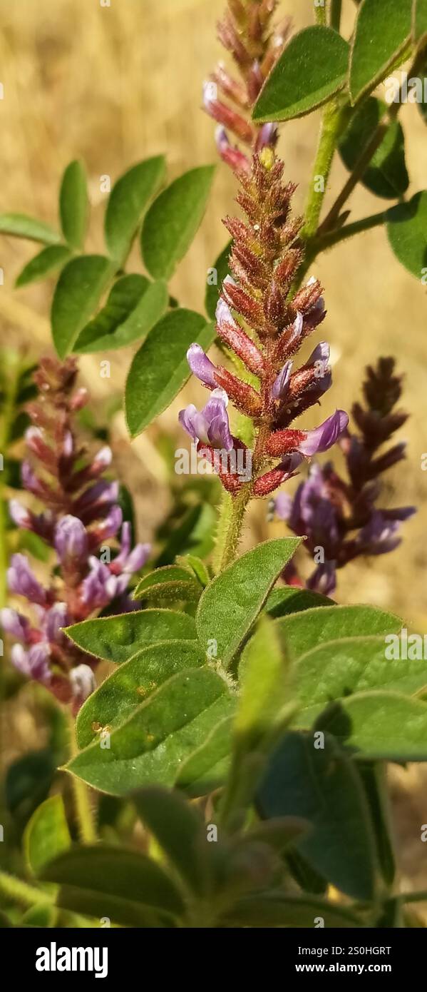 cultivated licorice (Glycyrrhiza glabra Stock Photo - Alamy