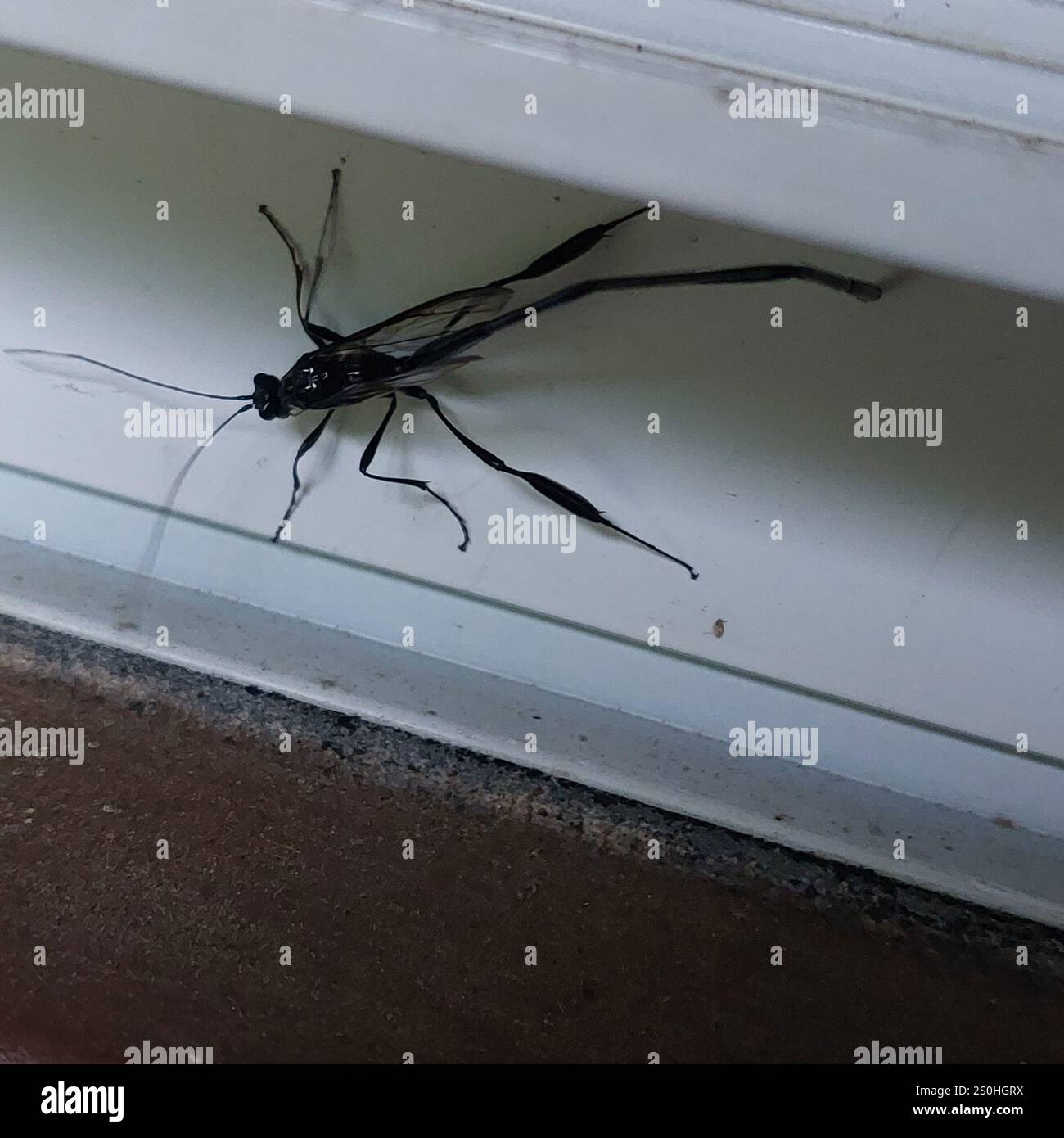 American Pelecinid Wasp (Pelecinus polyturator Stock Photo - Alamy