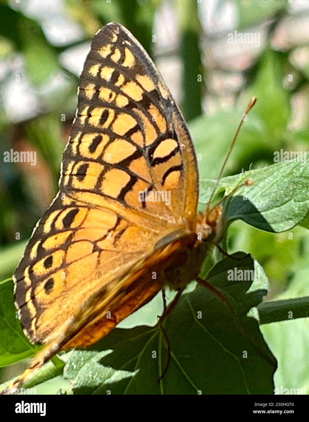 Variegated Fritillary (Euptoieta claudia Stock Photo - Alamy