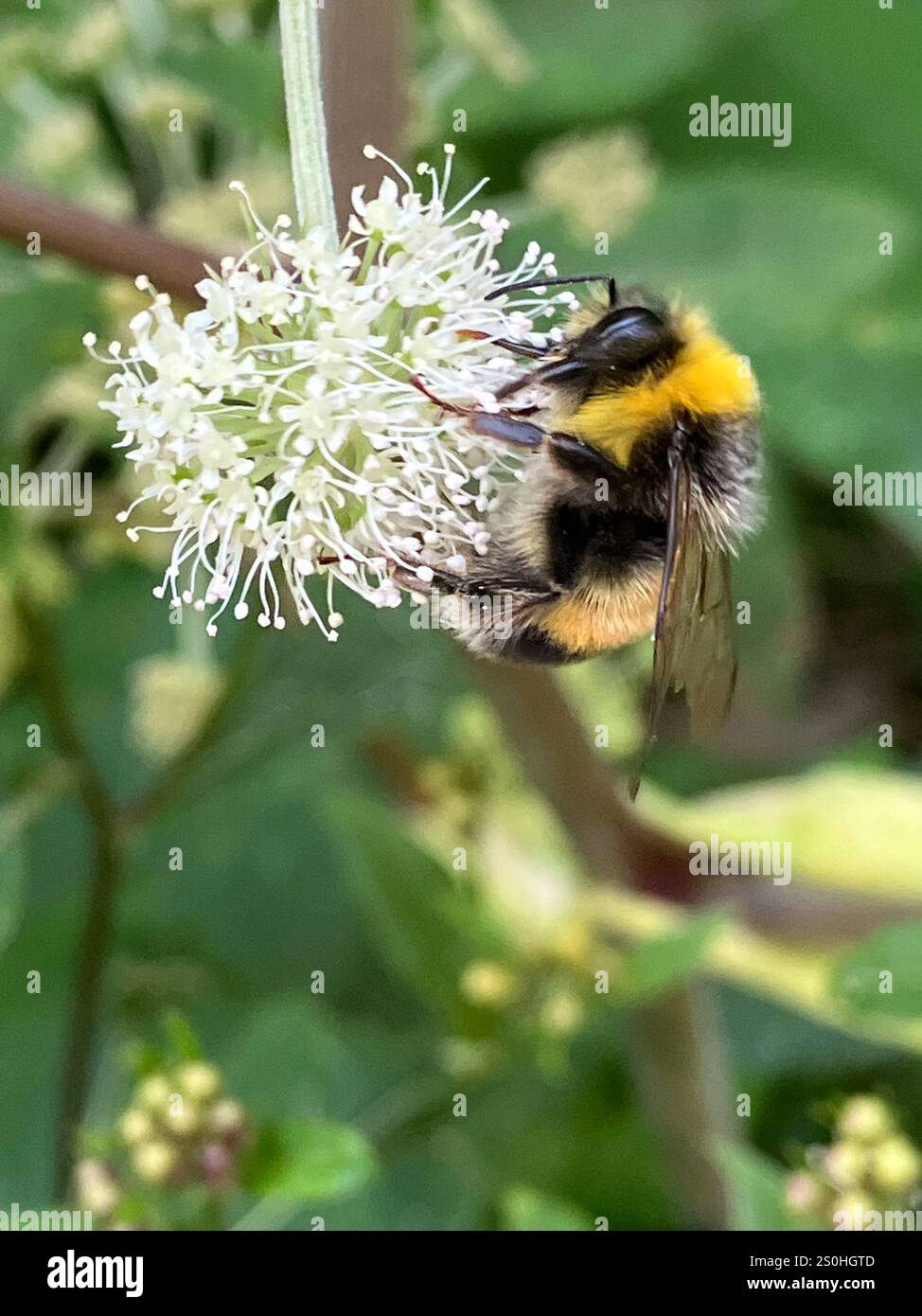 White-tailed Bumble Bee (Bombus lucorum Stock Photo - Alamy