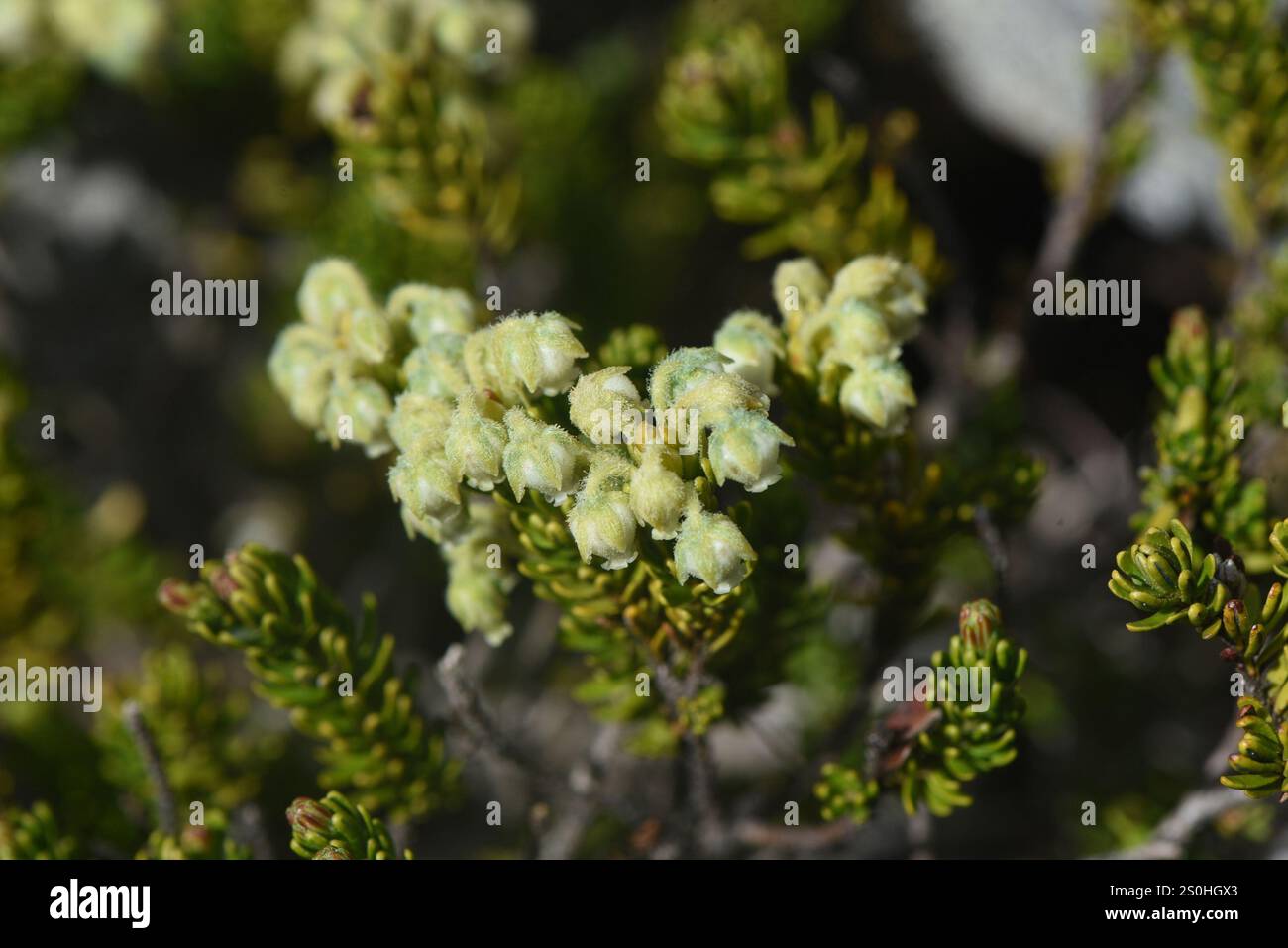 Yellow Mountain-heath (Phyllodoce glanduliflora Stock Photo - Alamy