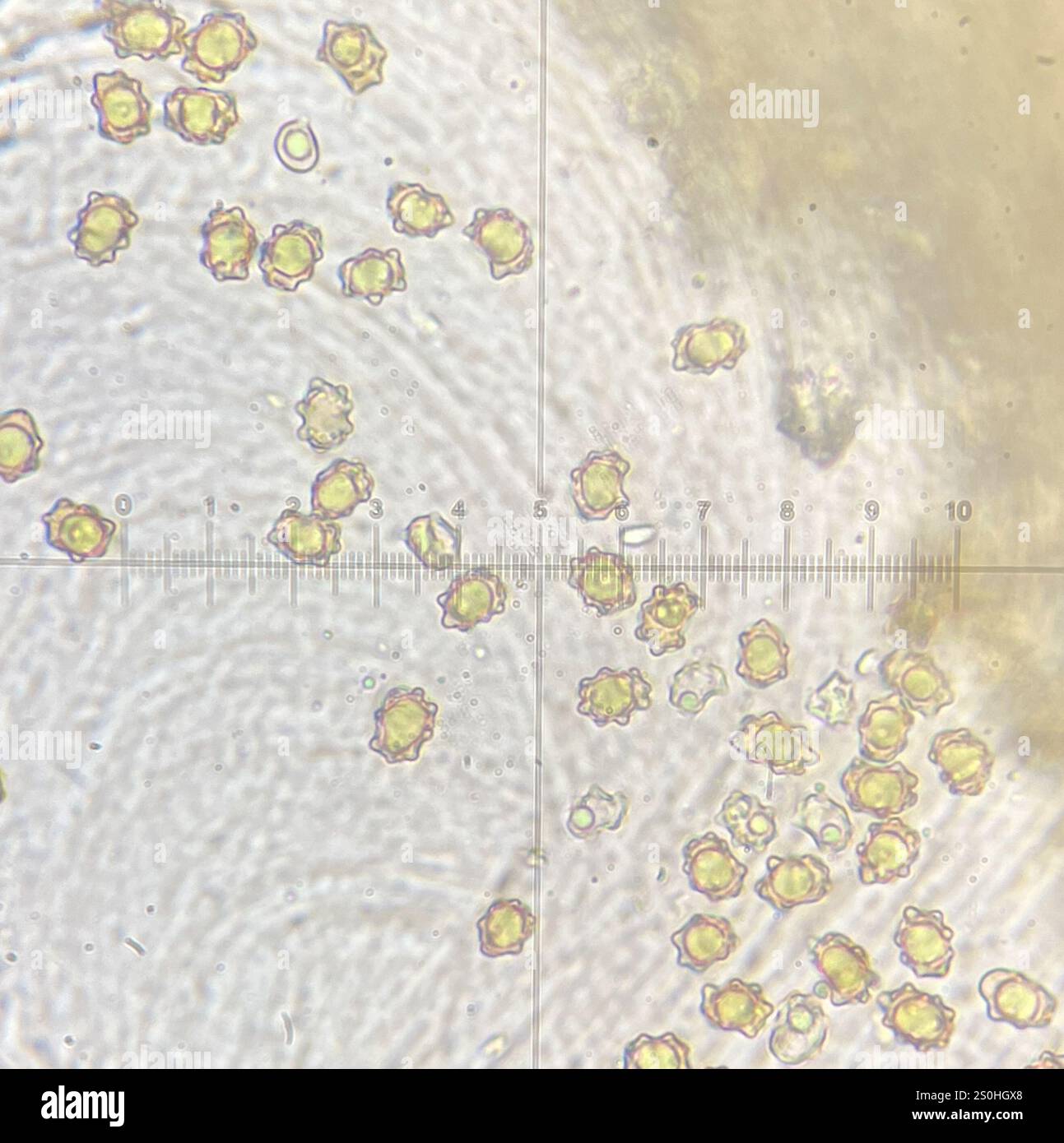 Fiber Caps (Inocybe Stock Photo - Alamy