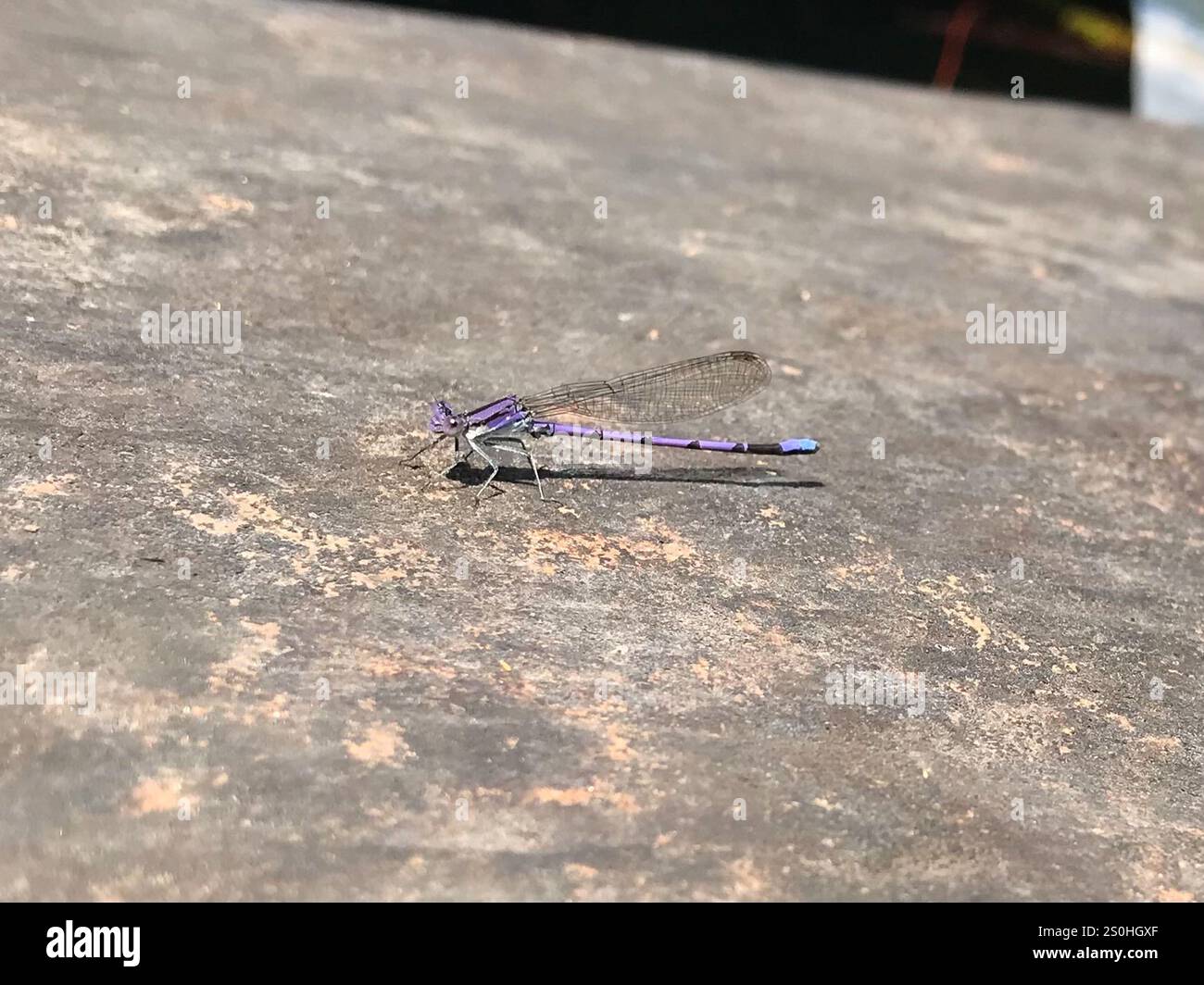 Variable Dancer (Argia fumipennis Stock Photo - Alamy