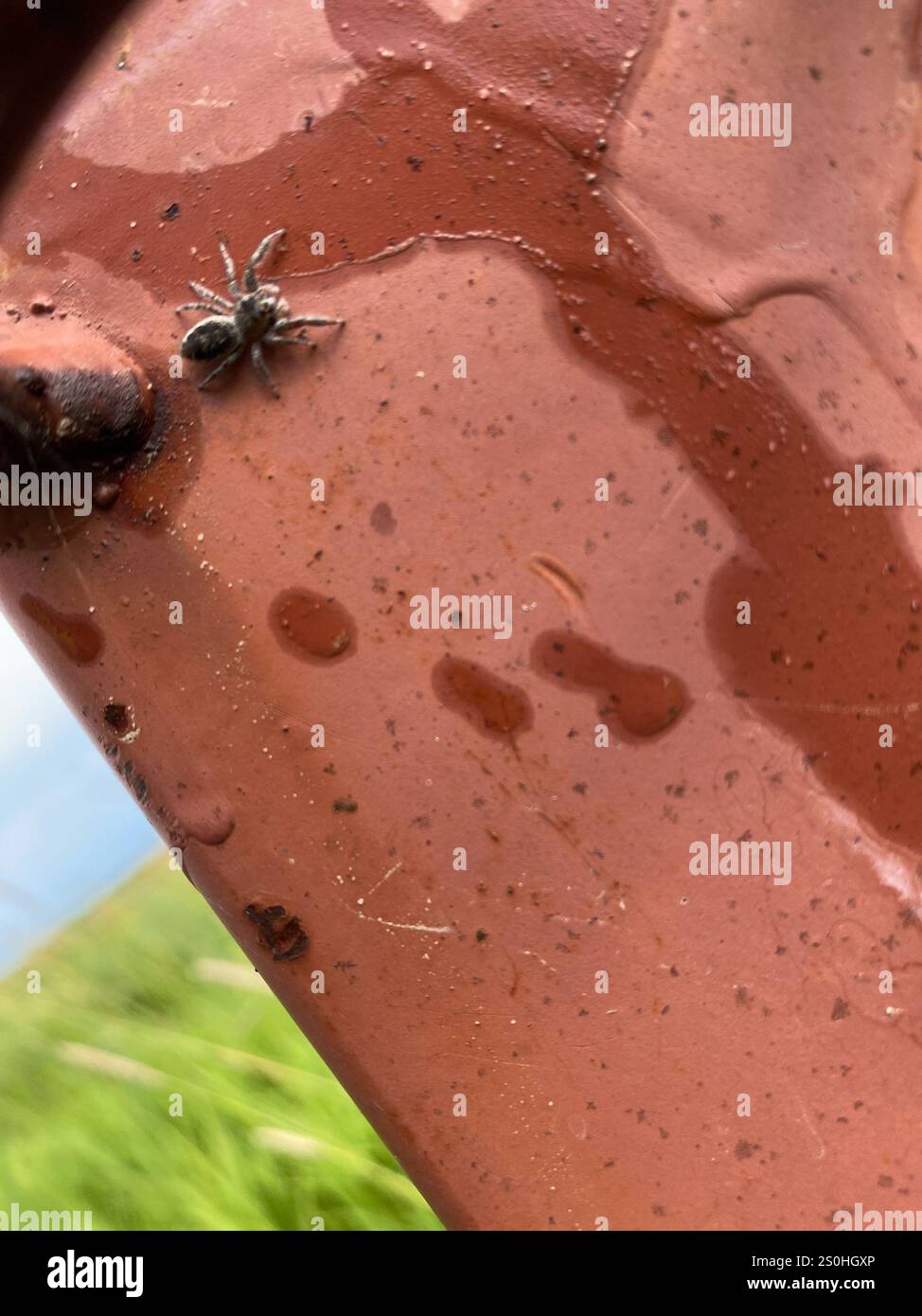Bronze Jumping Spider (Eris militaris Stock Photo - Alamy