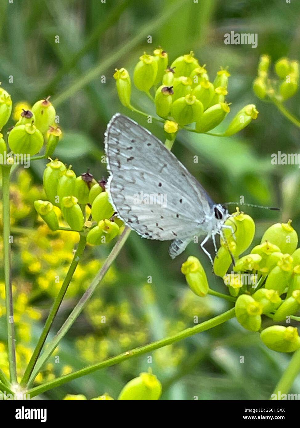 Summer Azure (Celastrina neglecta Stock Photo - Alamy