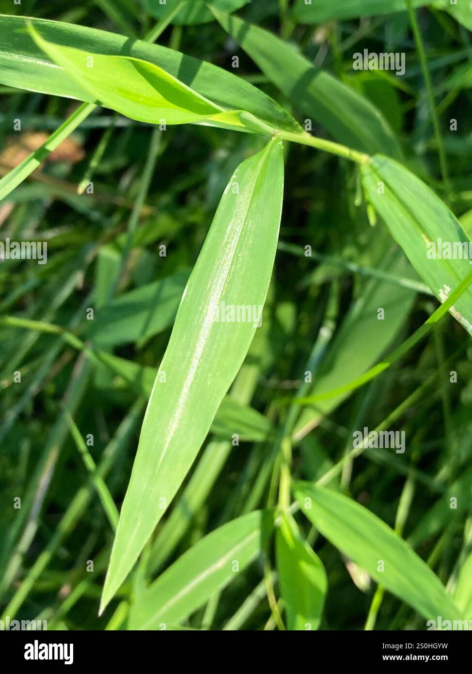 Japanese stiltgrass (Microstegium vimineum Stock Photo - Alamy