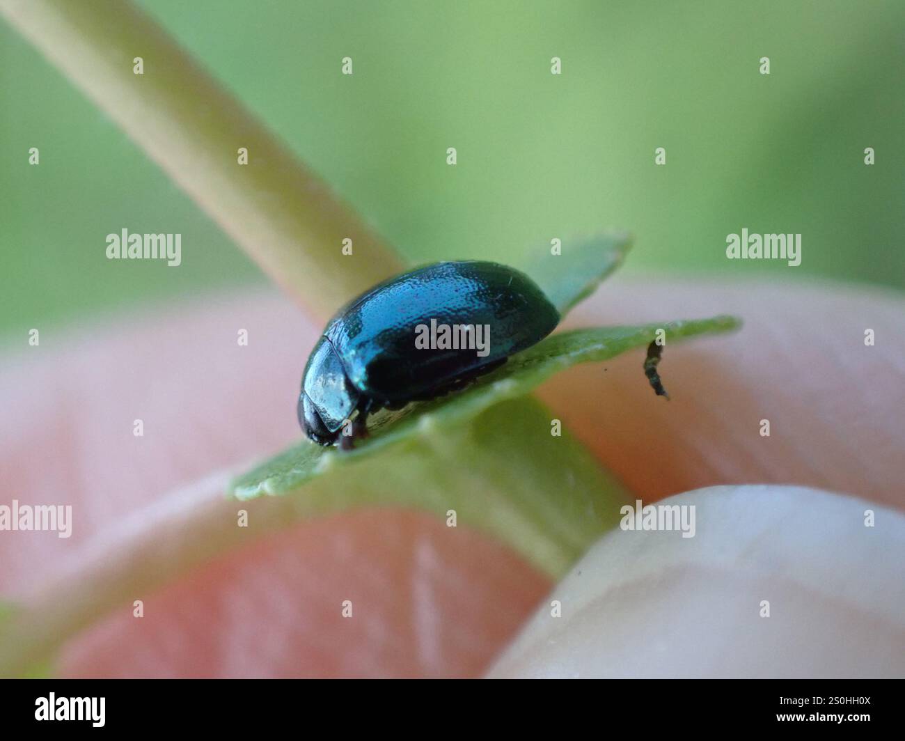 Willow Leaf Beetle (Plagiodera versicolora Stock Photo - Alamy