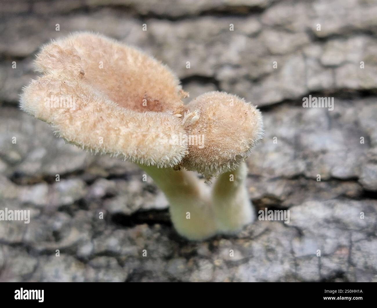 Hairy Oyster Mushroom (Panus lecomtei Stock Photo - Alamy