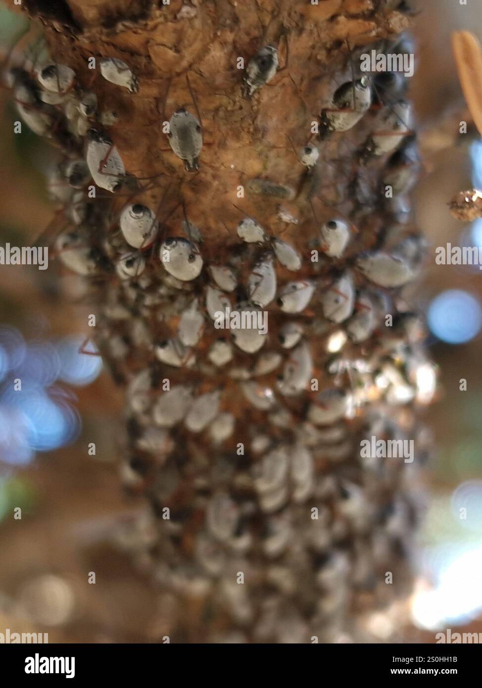 Giant Conifer Aphids (Cinara Stock Photo - Alamy