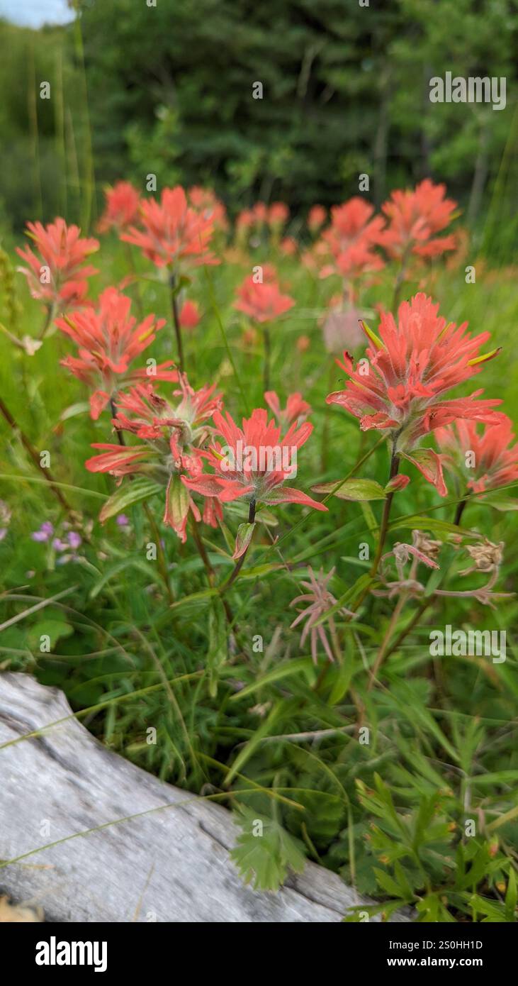 giant red Indian paintbrush (Castilleja miniata Stock Photo - Alamy