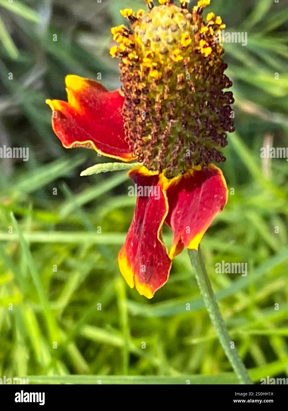 upright prairie coneflower (Ratibida columnifera Stock Photo - Alamy
