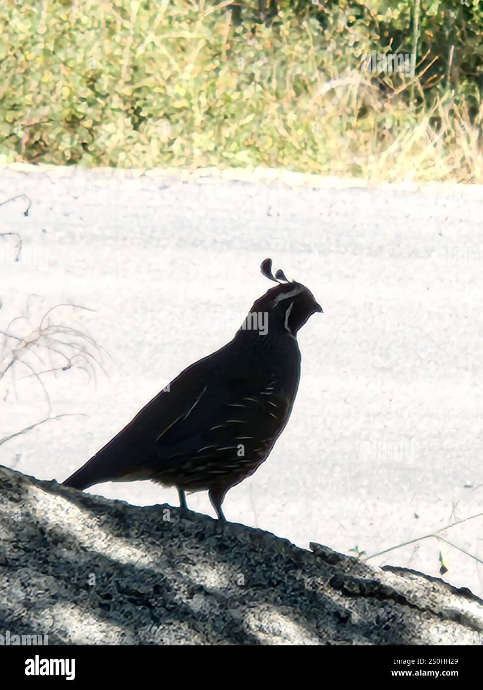 California Quail (Callipepla californica Stock Photo - Alamy
