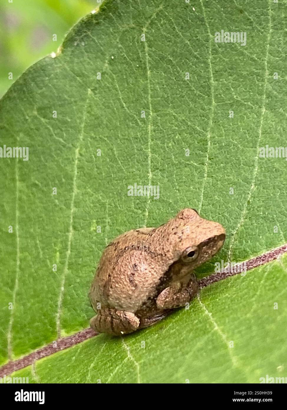 Spring Peeper (Pseudacris crucifer Stock Photo - Alamy