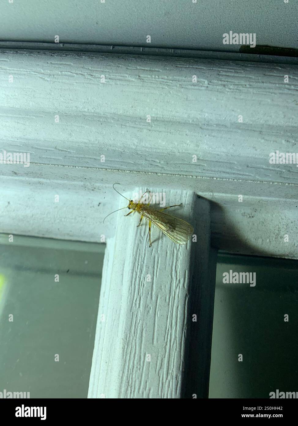 Common Stoneflies (Perlidae Stock Photo - Alamy