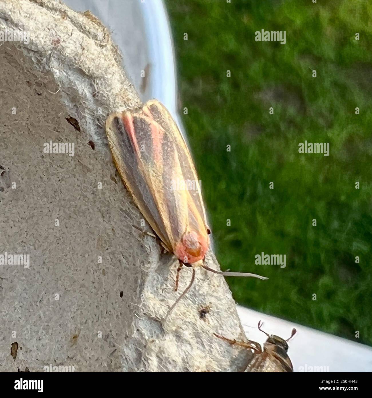 Painted Lichen Moth (Hypoprepia fucosa Stock Photo - Alamy