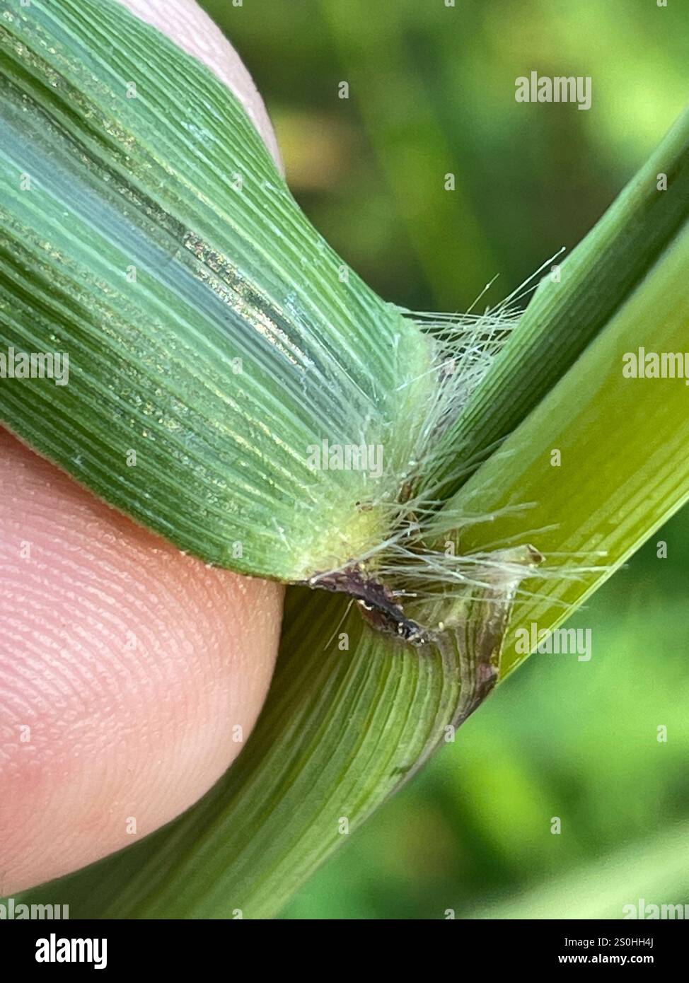 Vasey Grass (Paspalum urvillei Stock Photo - Alamy
