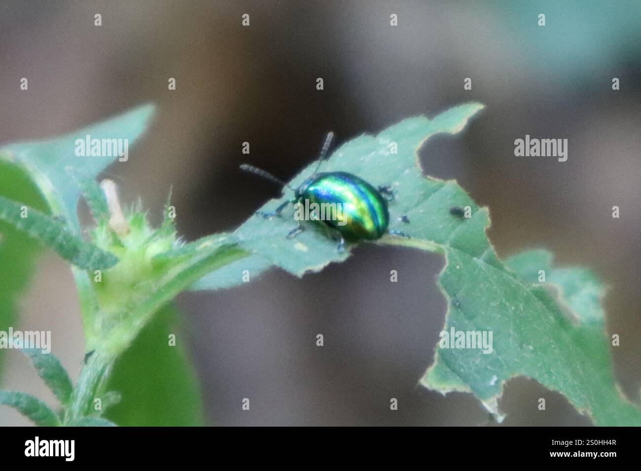 Dead-nettle Leaf Beetle (Fasta fastuosa Stock Photo - Alamy