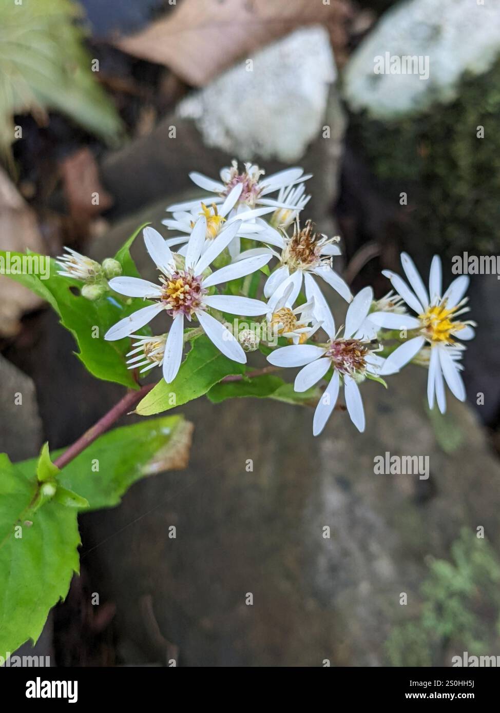 White Wood Aster (Eurybia divaricata Stock Photo - Alamy
