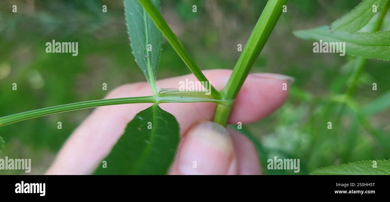 bulblet-bearing water hemlock (Cicuta bulbifera Stock Photo - Alamy