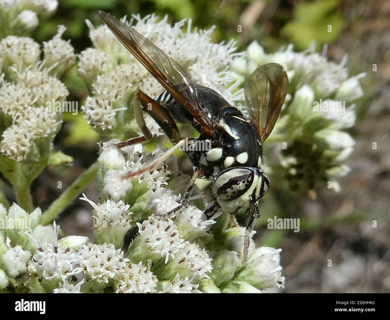 Bald-faced Hornet Fly (Spilomyia fusca Stock Photo - Alamy