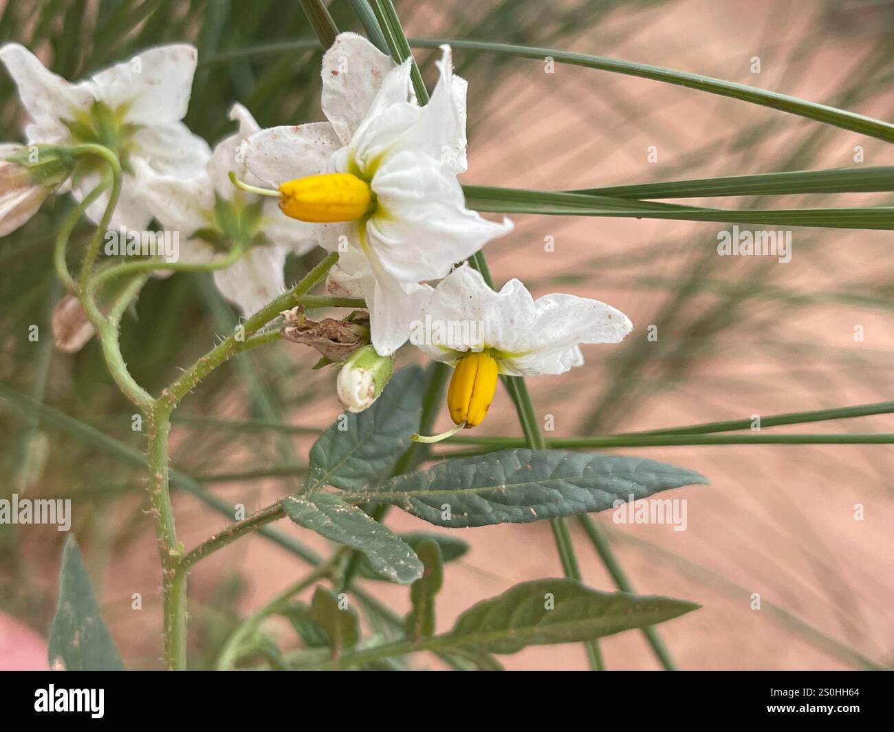 wild potato (Solanum jamesii Stock Photo - Alamy