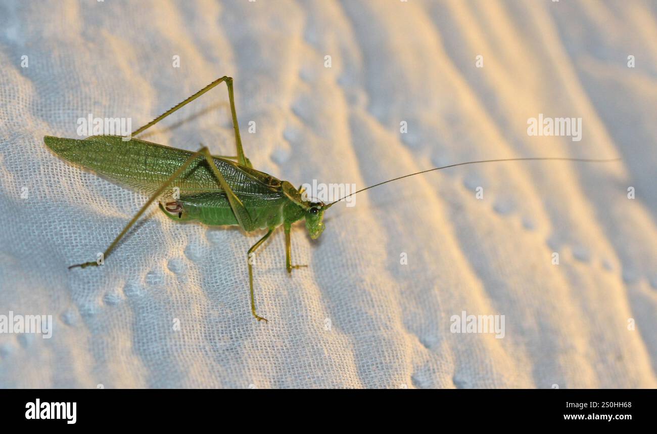 Northern Bush Katydid (Scudderia septentrionalis Stock Photo - Alamy
