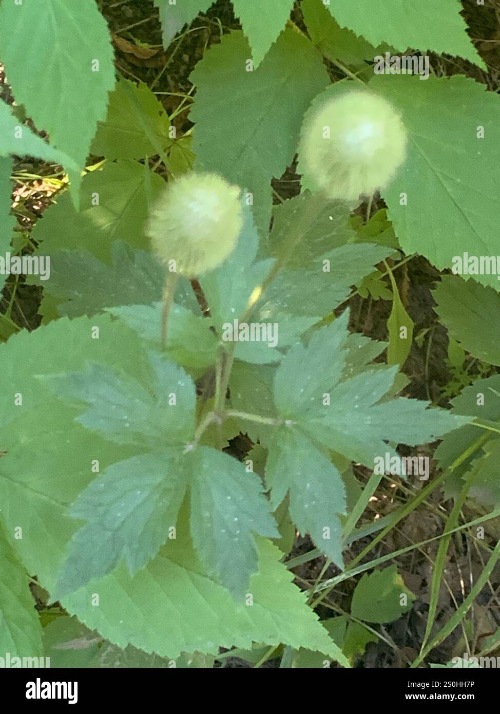 tall thimbleweed (Anemone virginiana Stock Photo - Alamy