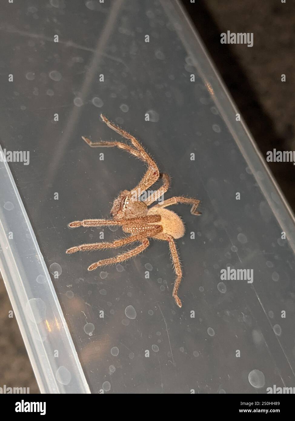 Badge Huntsman Spiders (Neosparassus Stock Photo - Alamy