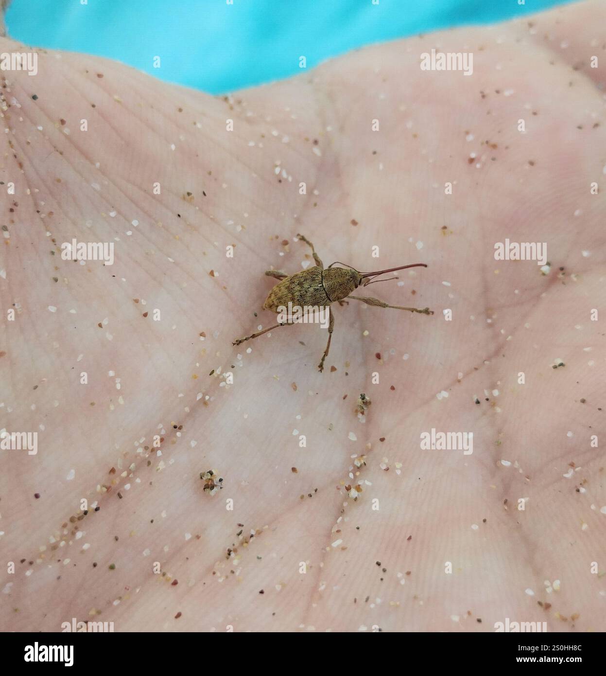 Chestnut Weevil (Curculio elephas Stock Photo - Alamy