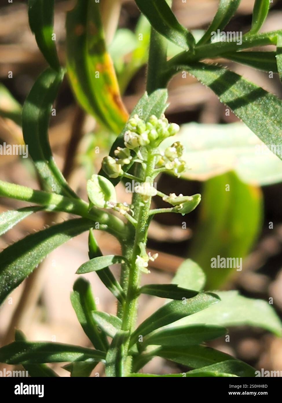 Virginia pepperweed (Lepidium virginicum Stock Photo - Alamy