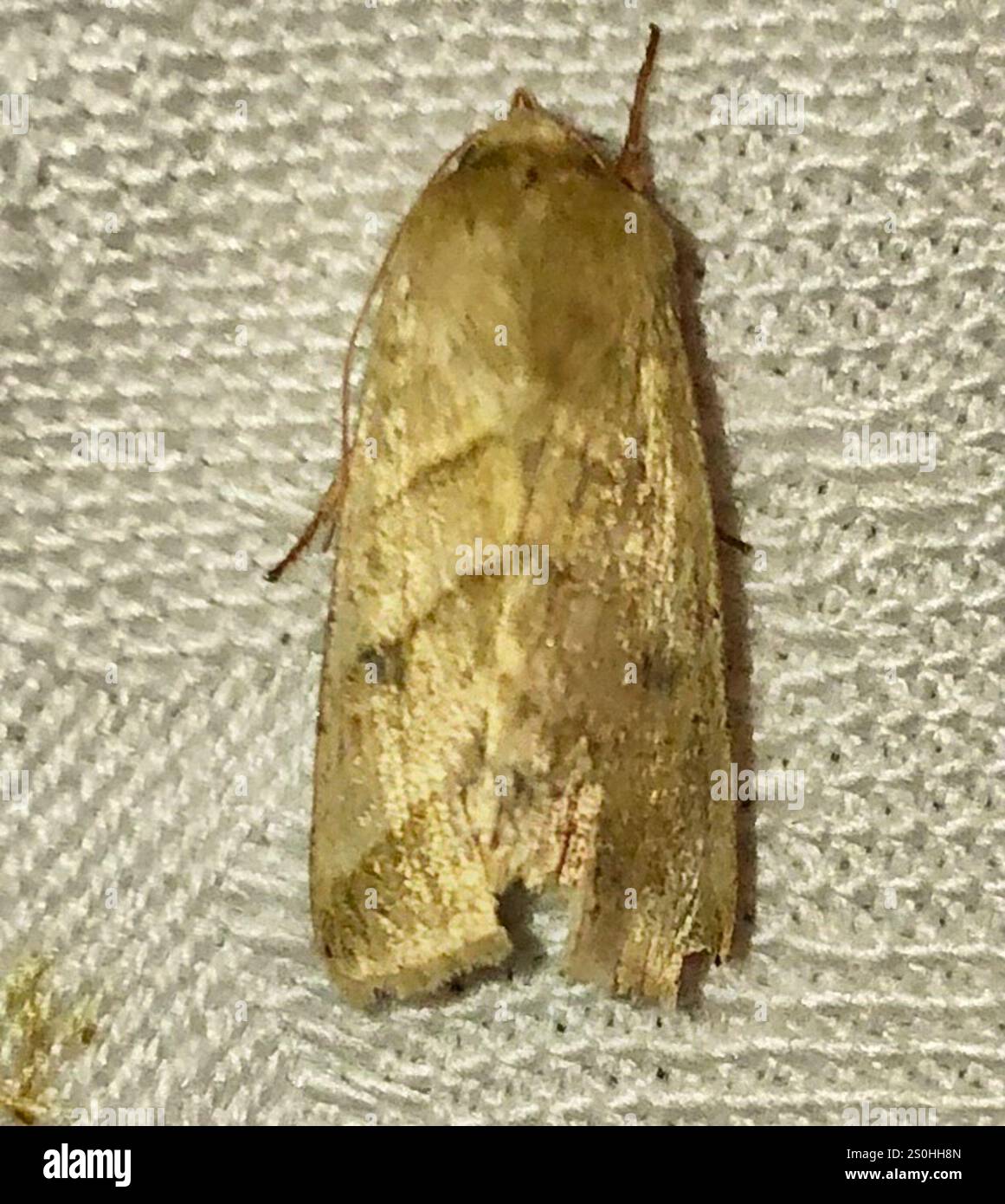 Tobacco Budworm Moth (Chloridea virescens Stock Photo - Alamy