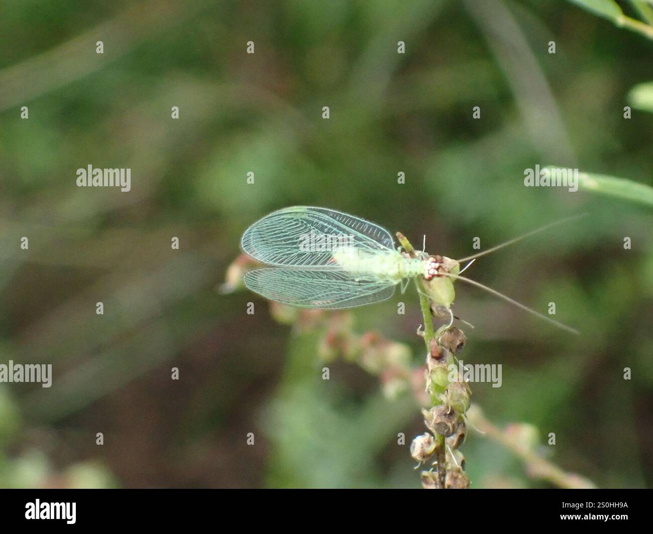 Golden-eyed lacewing (Chrysopa oculata Stock Photo - Alamy