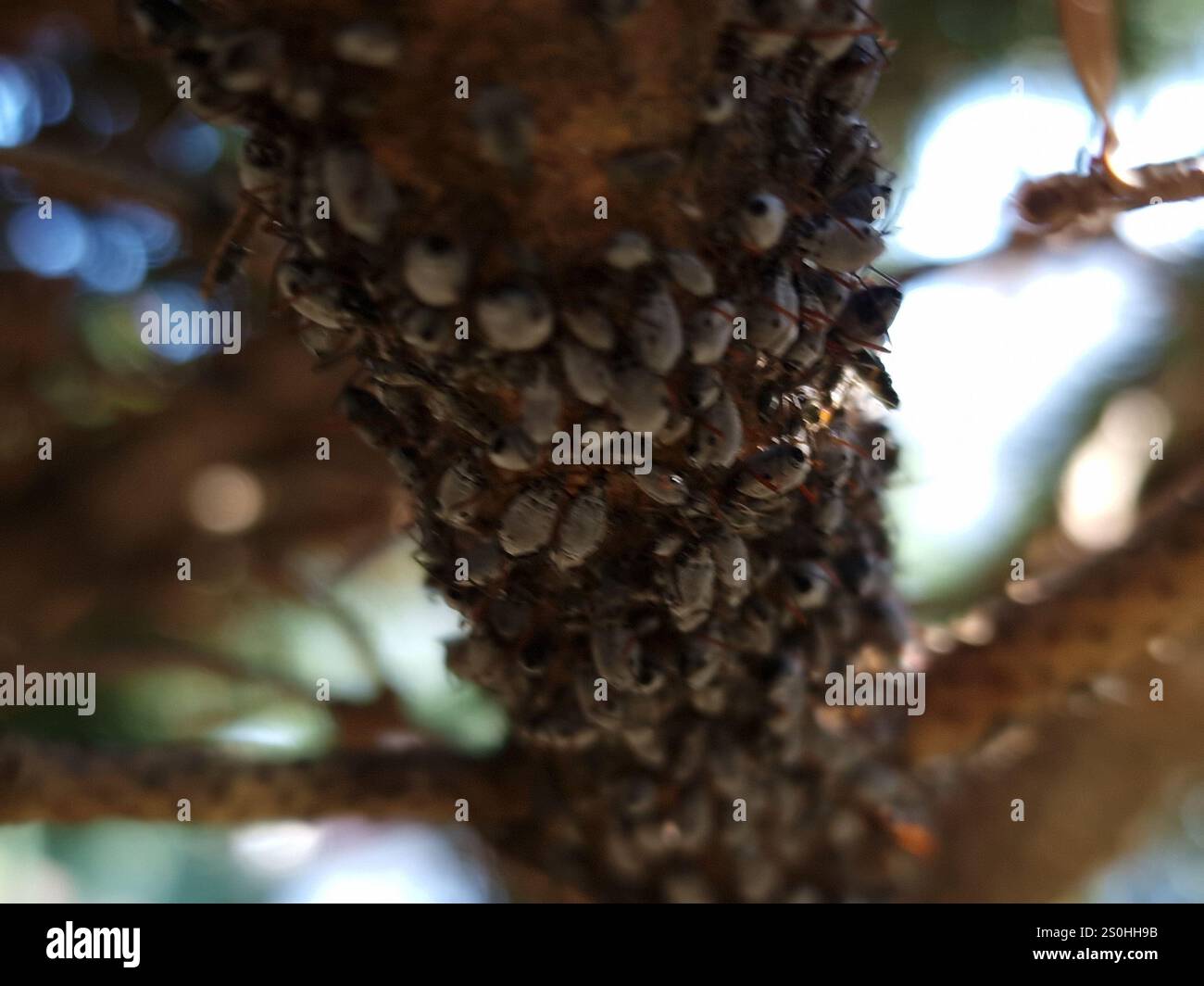 Giant Conifer Aphids (Cinara Stock Photo - Alamy