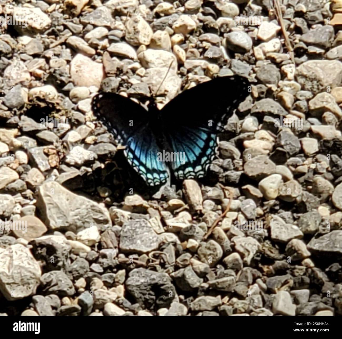 Red-spotted Admiral (Limenitis arthemis Stock Photo - Alamy