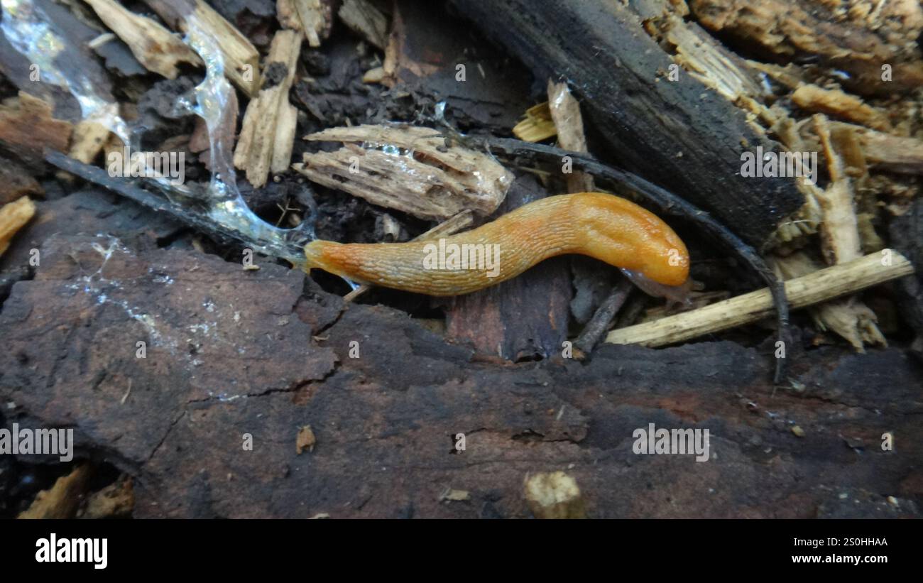 Northern Dusky Slug (Arion fuscus Stock Photo - Alamy