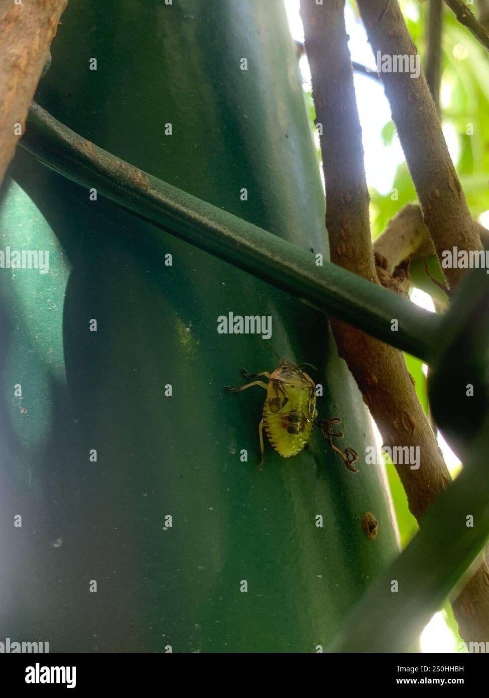 Green Stink Bug (Chinavia hilaris Stock Photo - Alamy