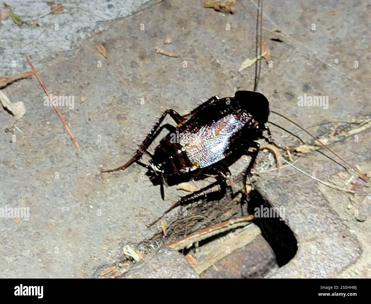 Oriental Cockroach (Blatta orientalis Stock Photo - Alamy