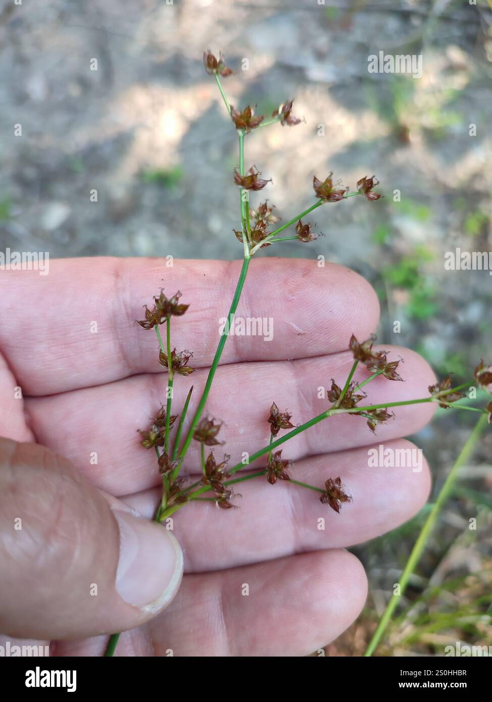 Jointed rush (Juncus articulatus Stock Photo - Alamy